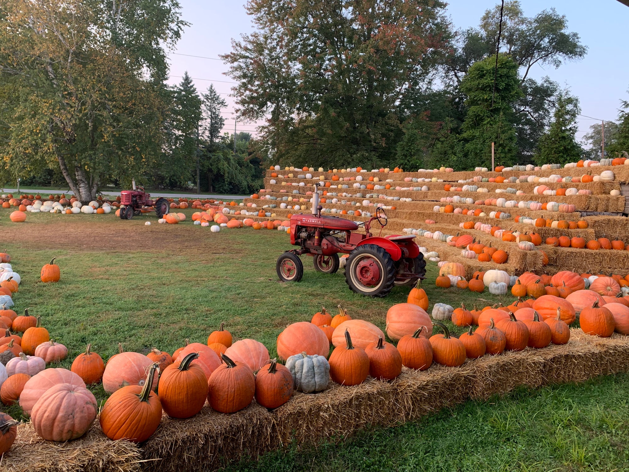 Pumpkins, U pick pumpkins – Johnston Fruit Farms