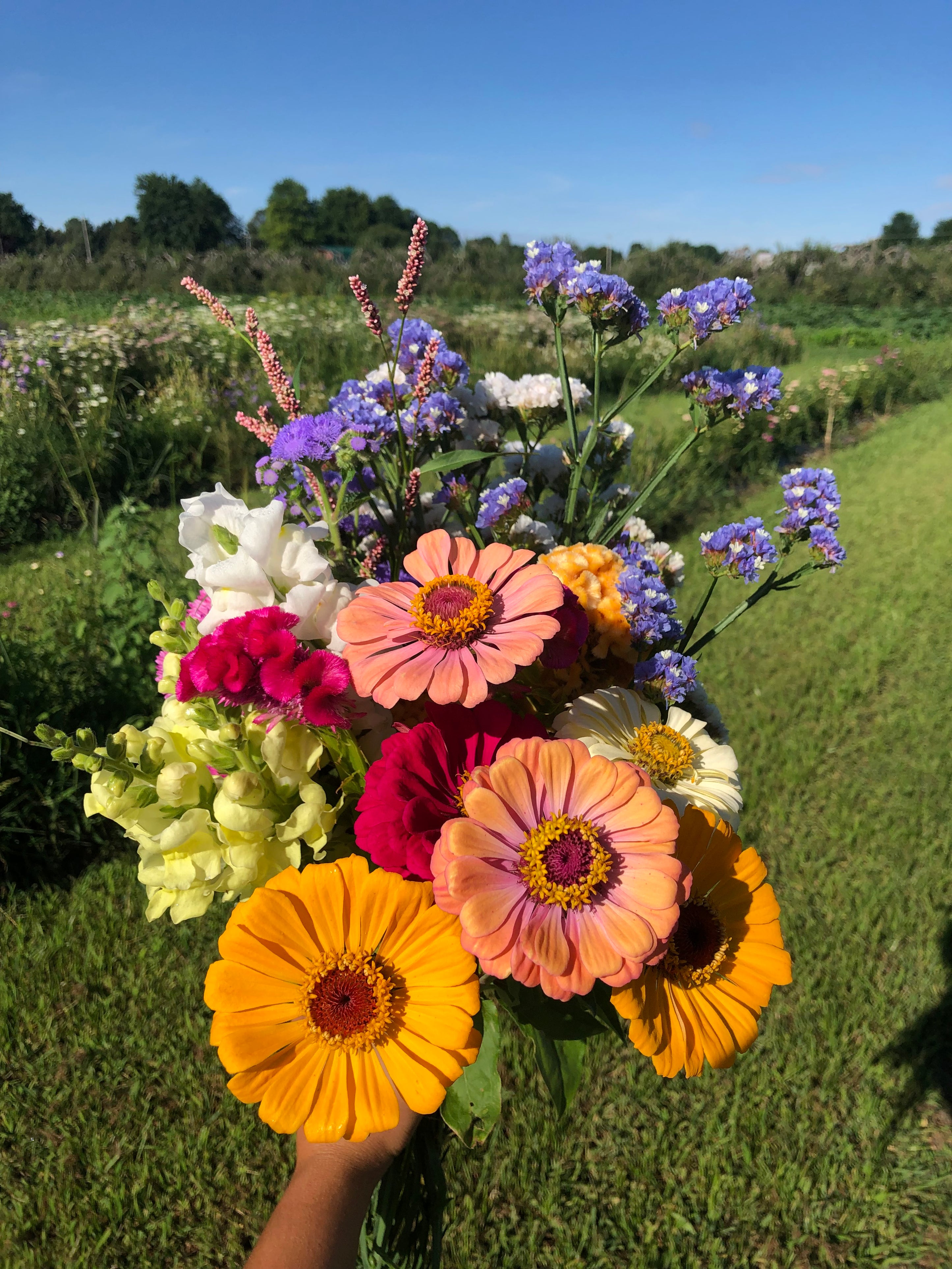 u pick flowers near me – Johnston Fruit Farms