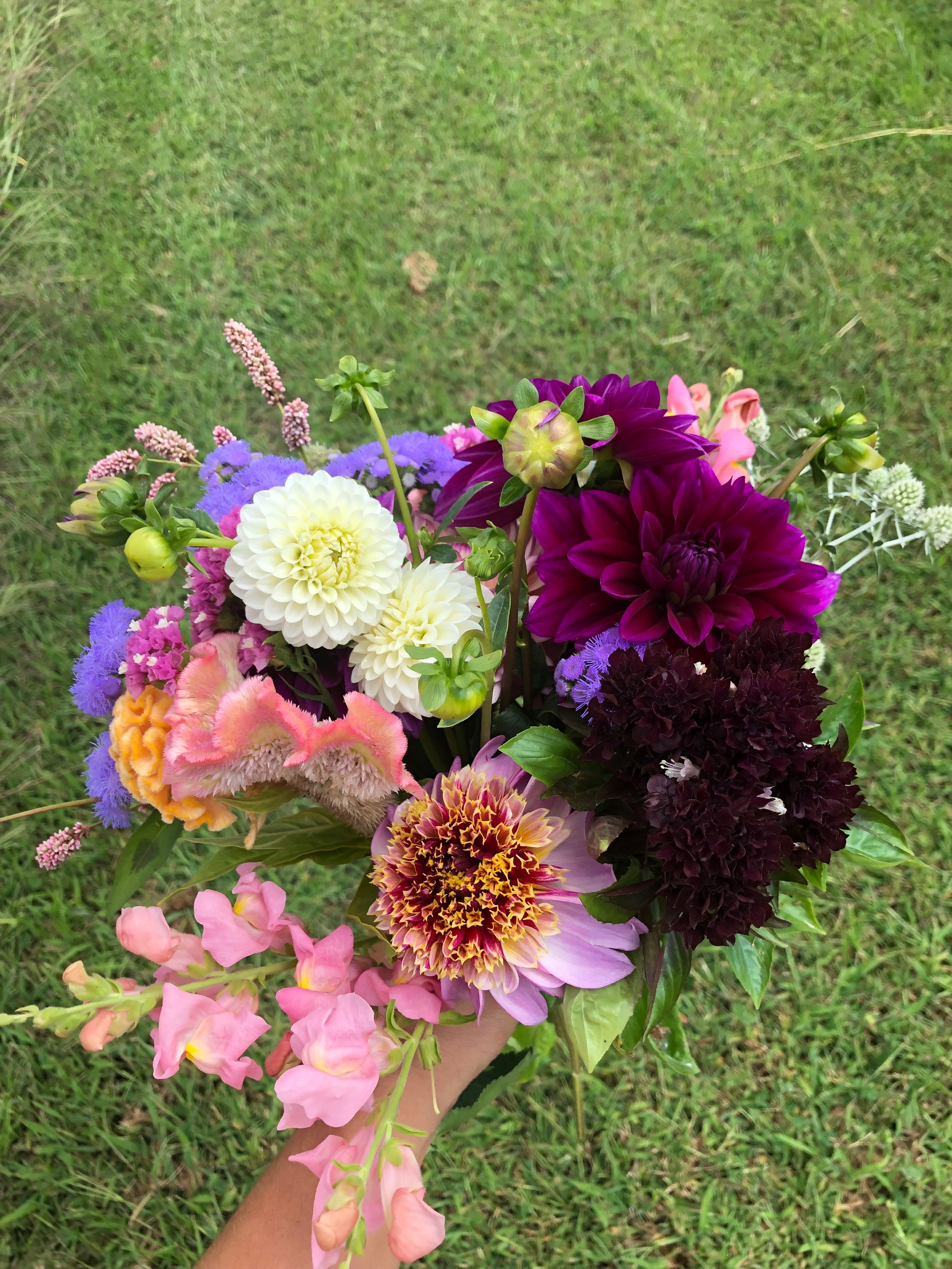 u pick flowers near me – Johnston Fruit Farms